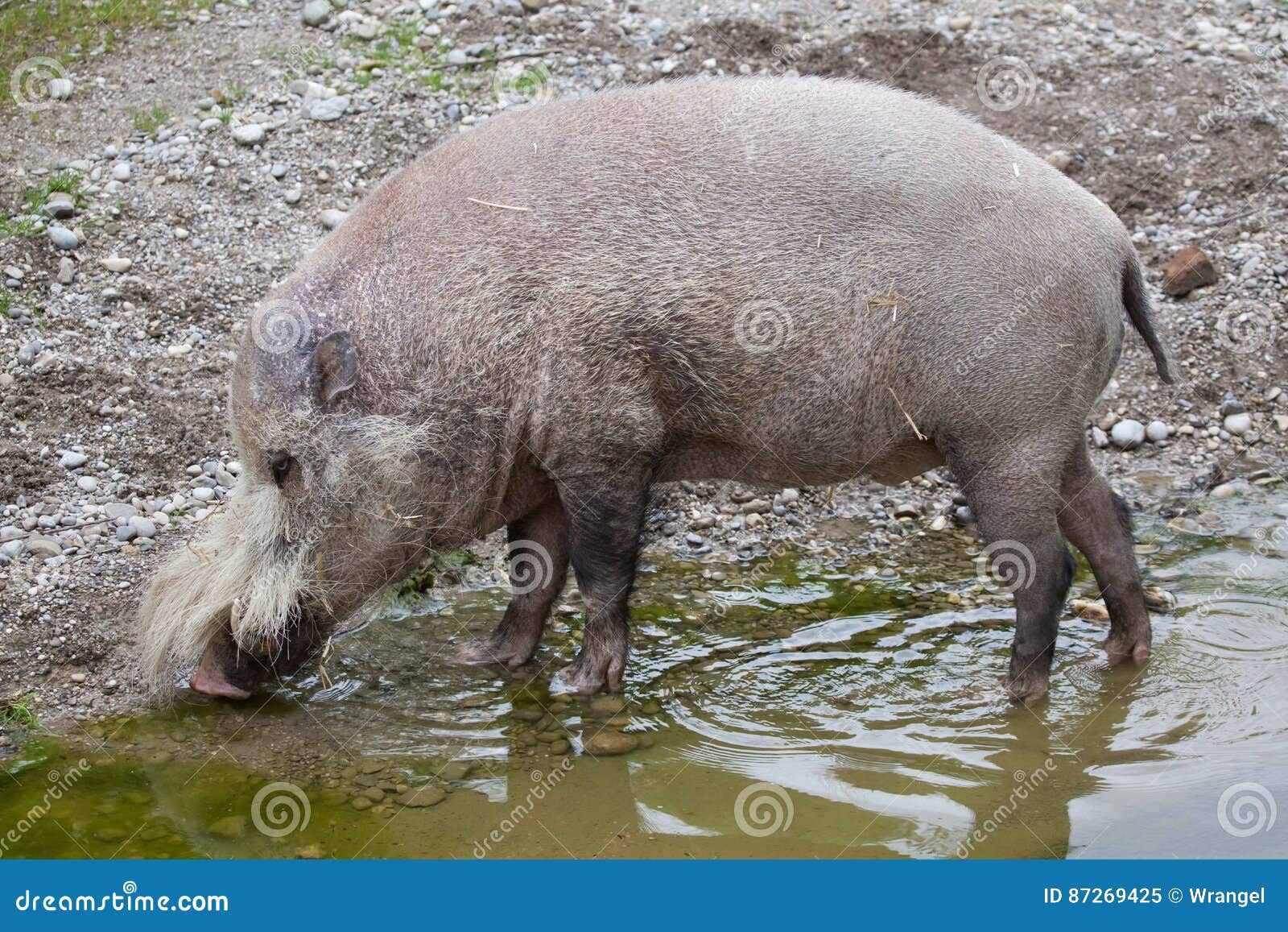 Bornean Bearded Pig Sus Barbatus Stock Image - Image of animal ...