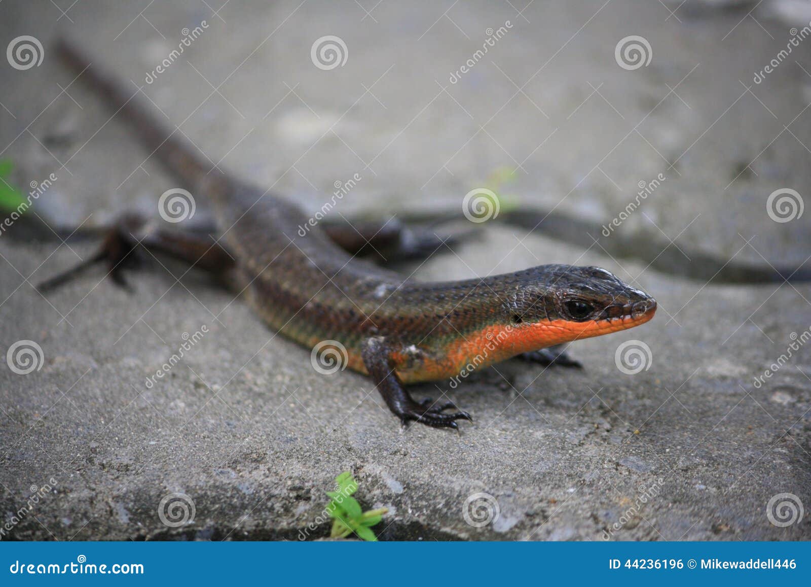 Bornean lizard stock photo. Image of lizard, borneo, reptile - 44236196