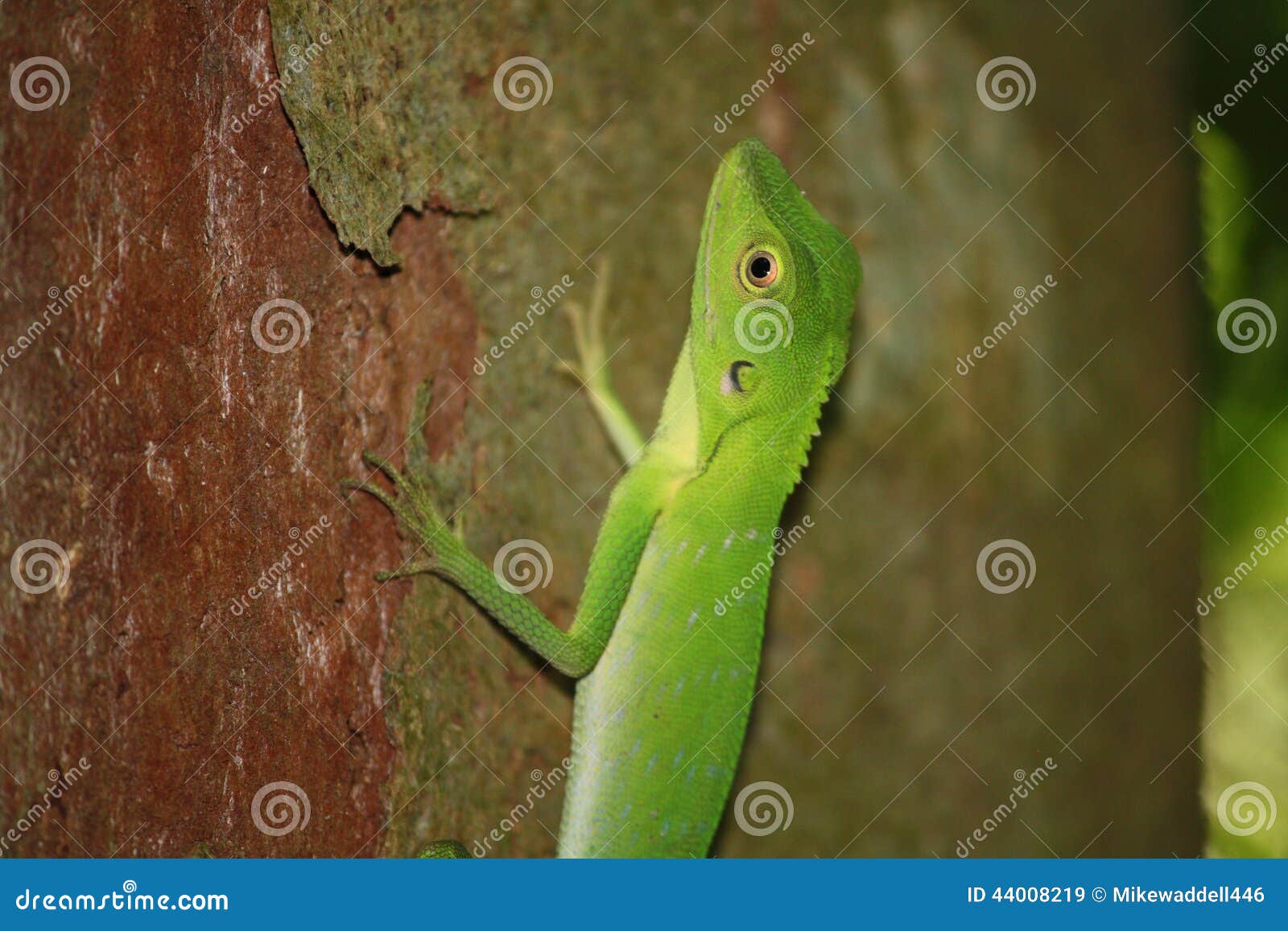 Bornean lizard stock image. Image of fauna, chameleon - 44008219