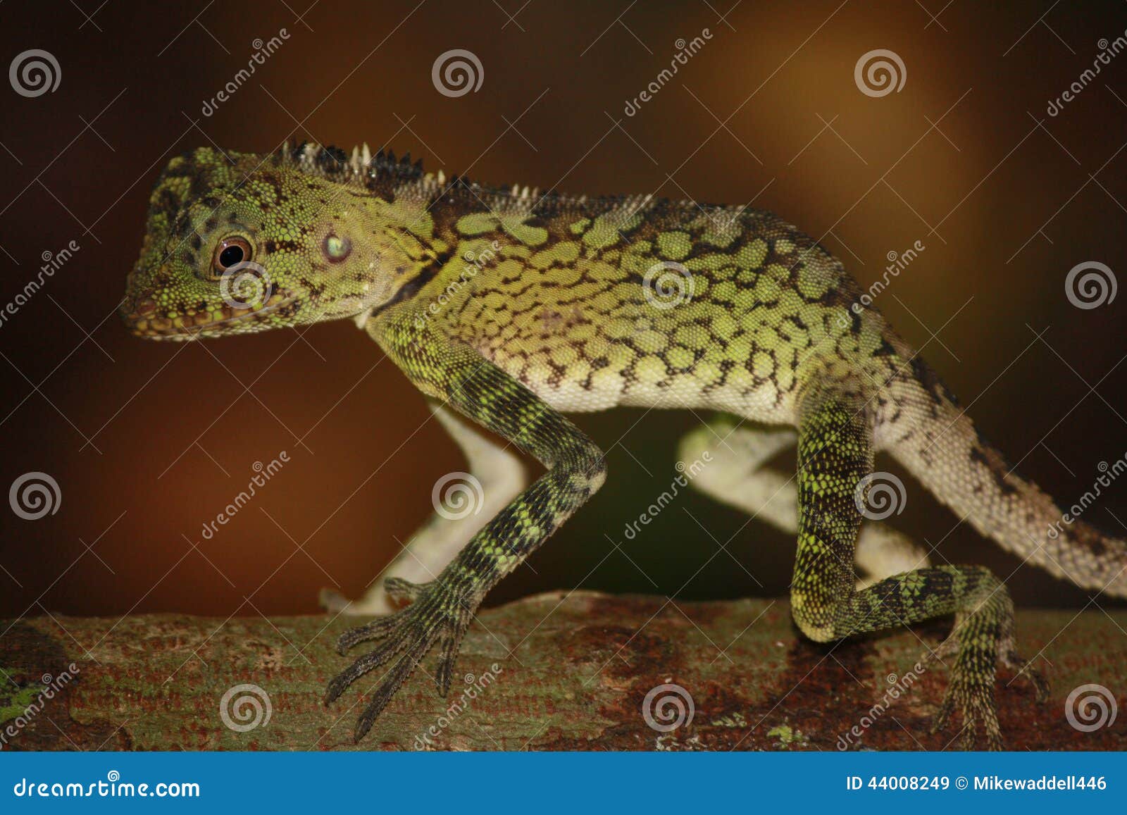 Bornean lizard stock image. Image of tree, lizard, iguania - 44008249