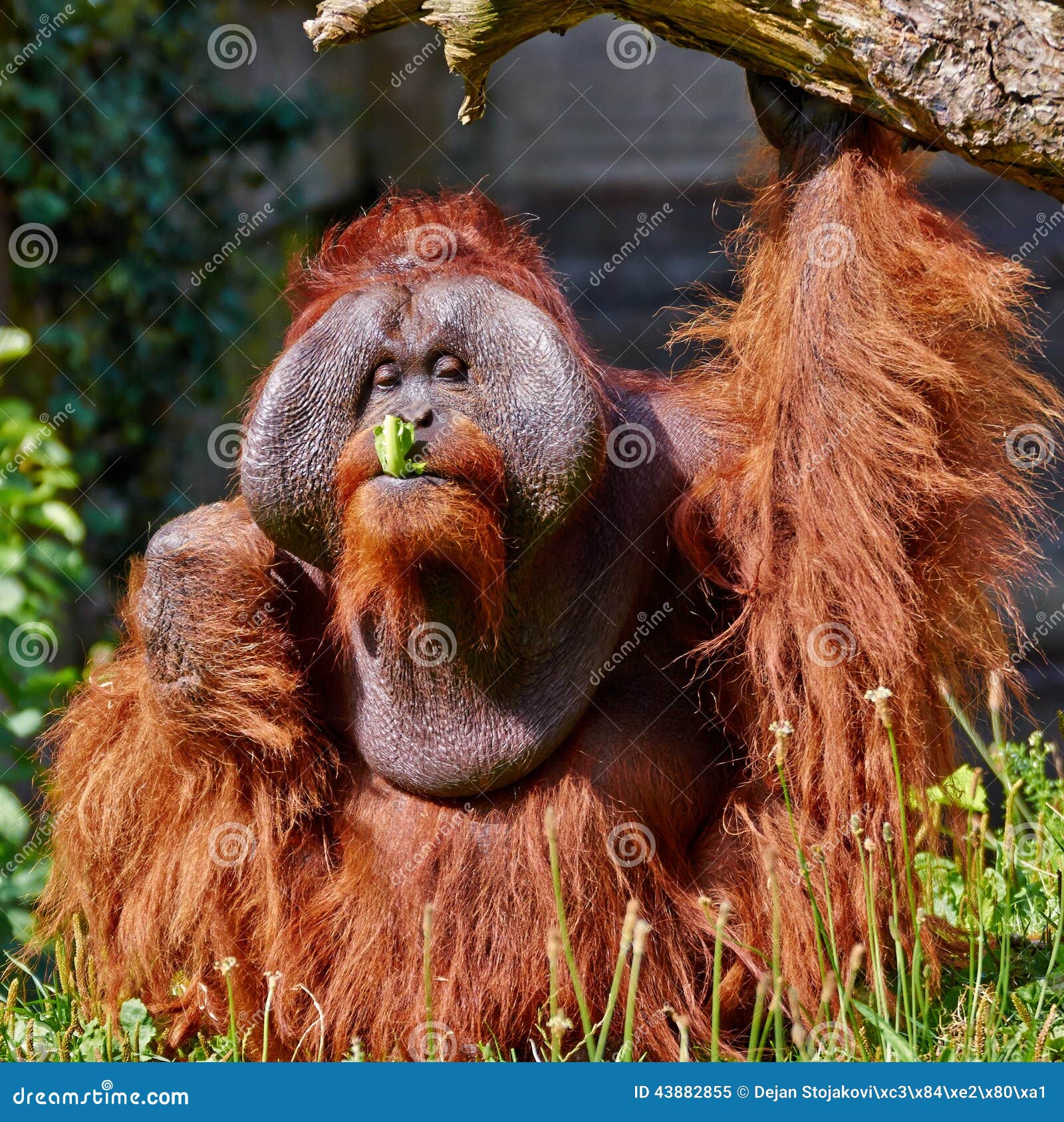 Bornean Orang utan stock image. Image of hair, forest - 43882855