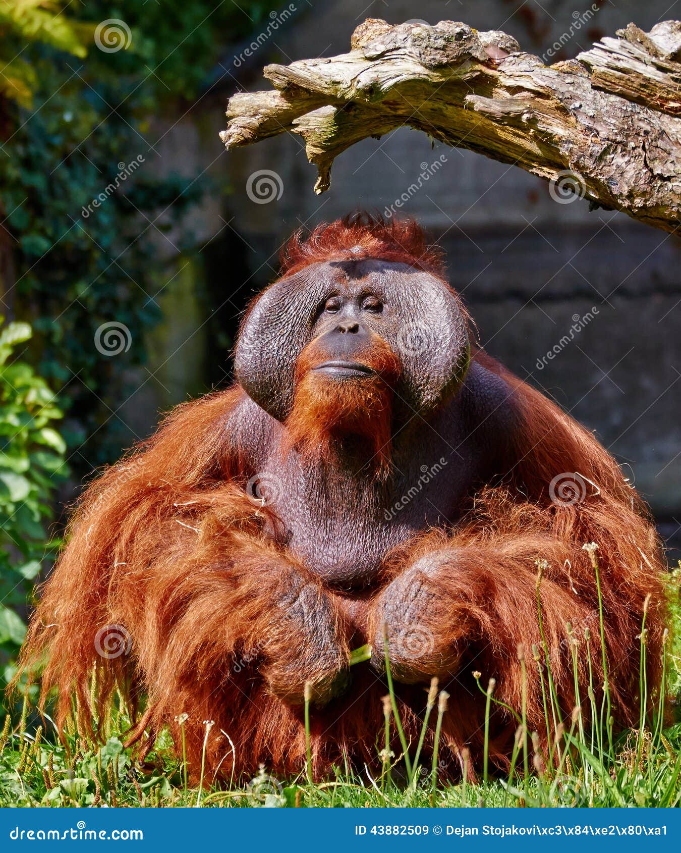 Bornean Orang utan stock image. Image of borneo, hair - 43882509