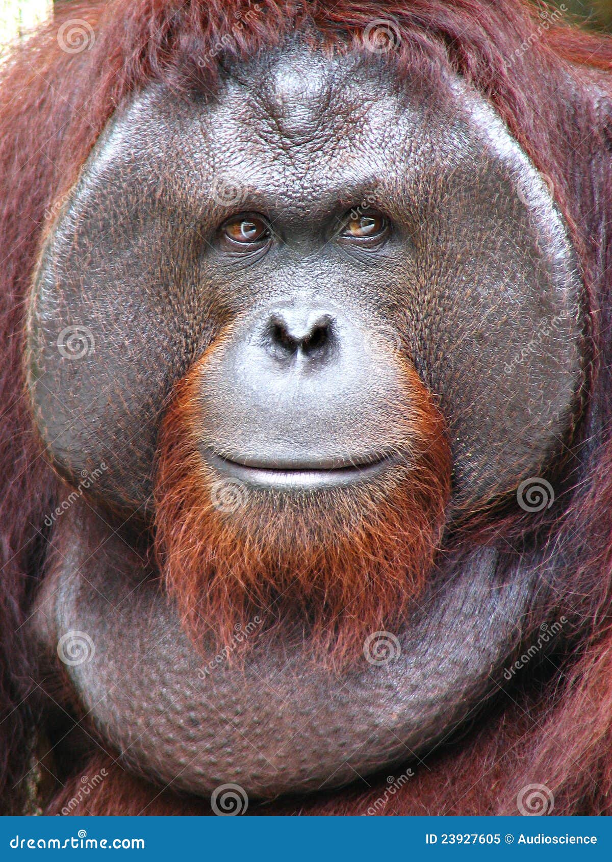 Bornean Orangutan stock image. Image of expressive, monkey - 23927605