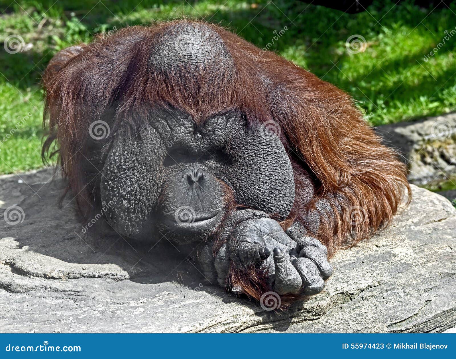 Bornean orangutan 12 stock image. Image of mighty, creature - 55974423