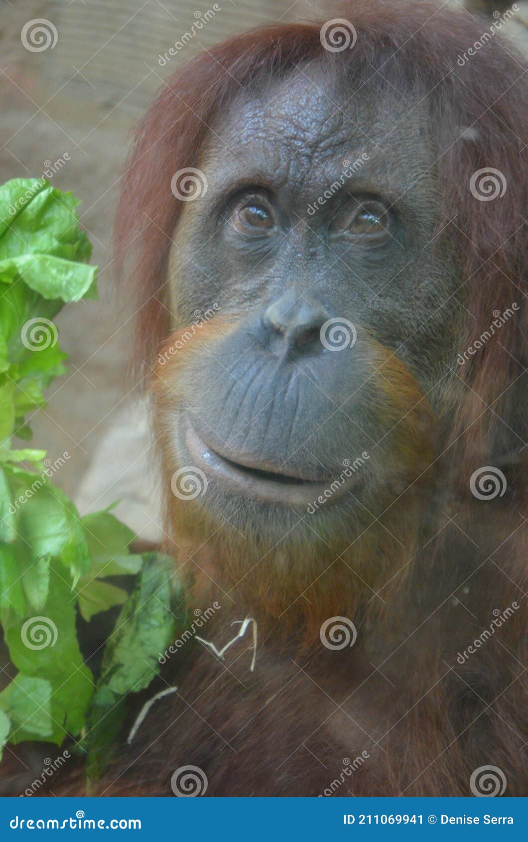 Bornean Orangutan - Pongo Pygmaeus in Frankfurt Zoo Stock Image - Image ...