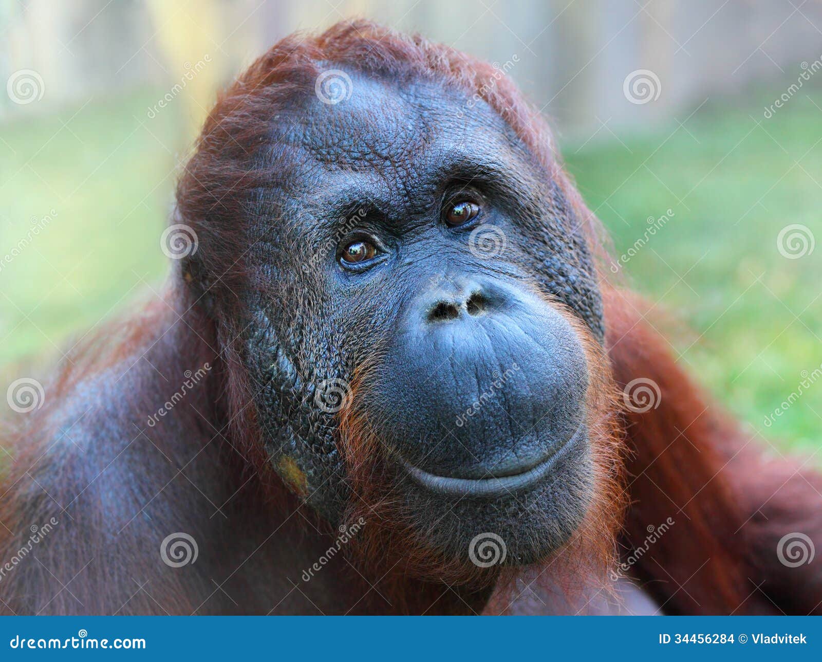 Orangutan Smiling Teeth