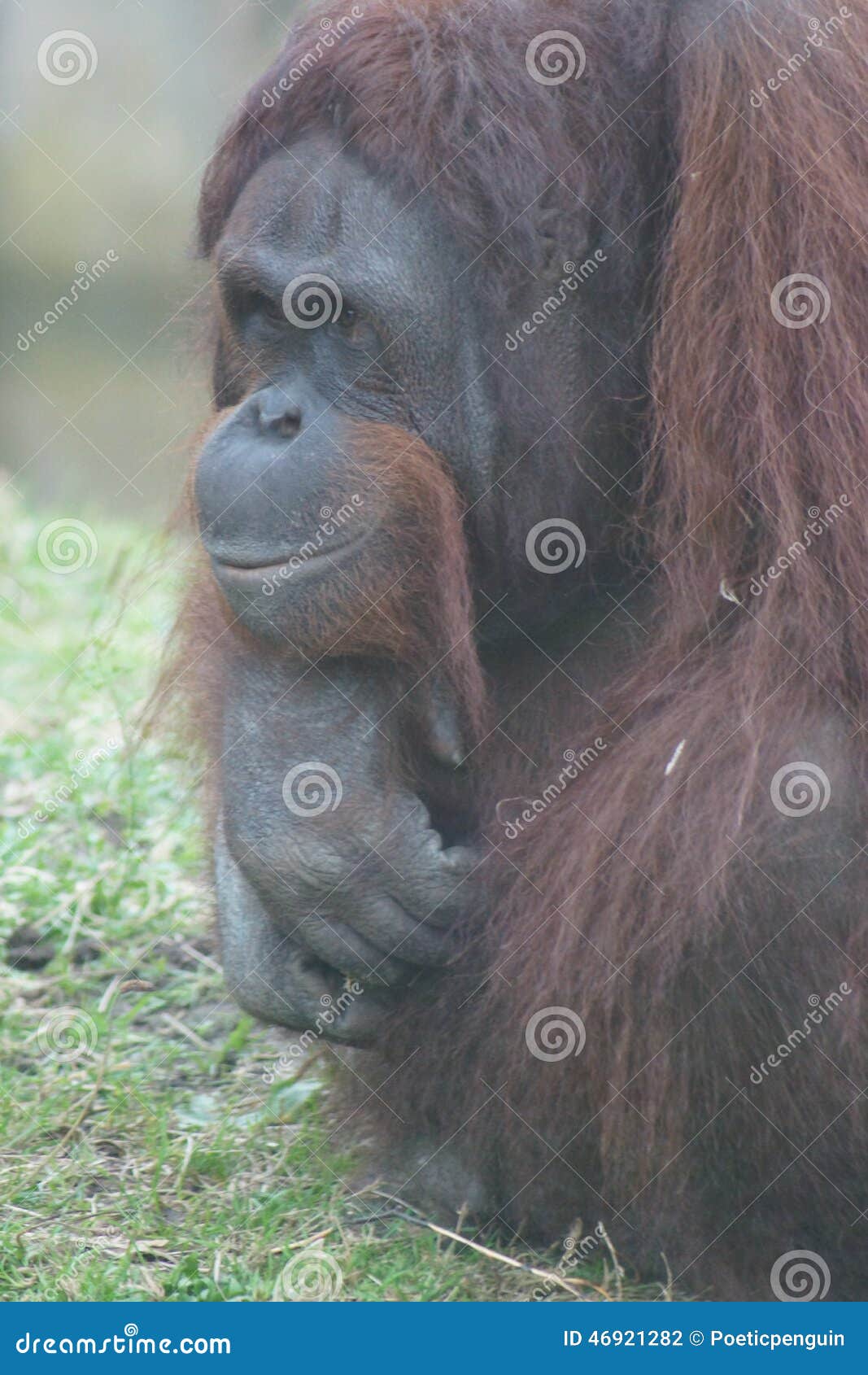 Bornean Orangutan - Pongo Pygmaeus Stock Photo - Image of wildlife ...