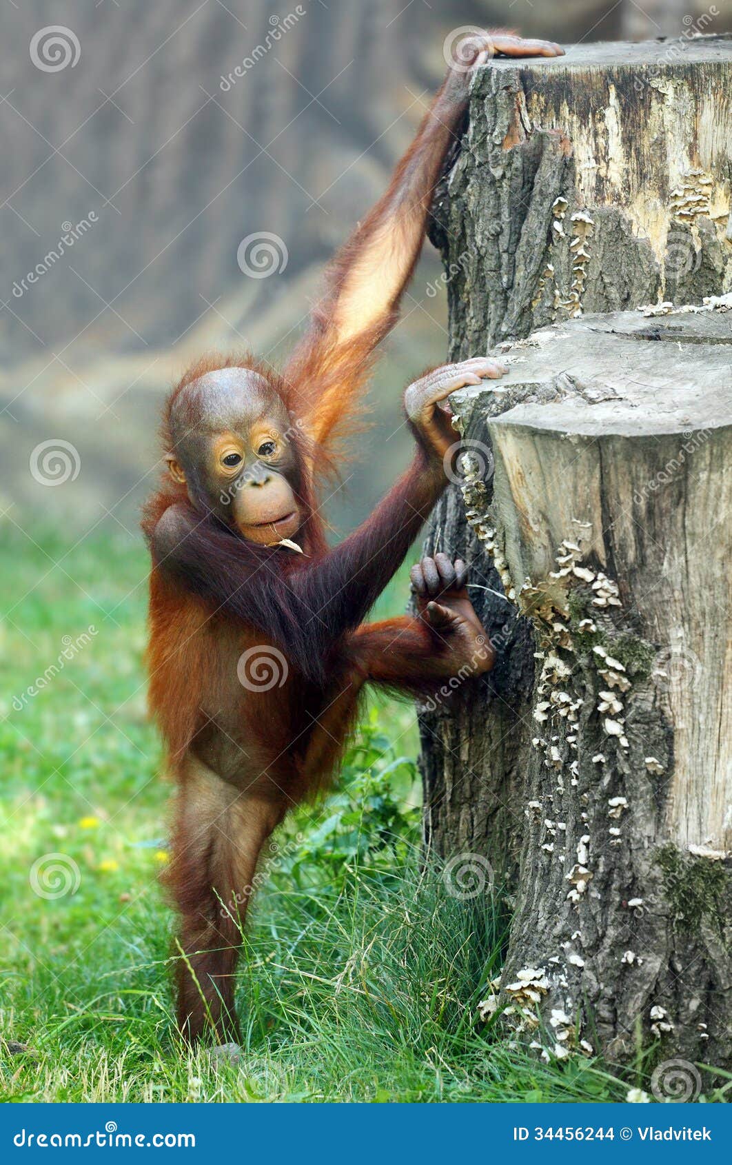 The Bornean Orangutan (Pongo Pygmaeus). Stock Photo - Image of pongo ...