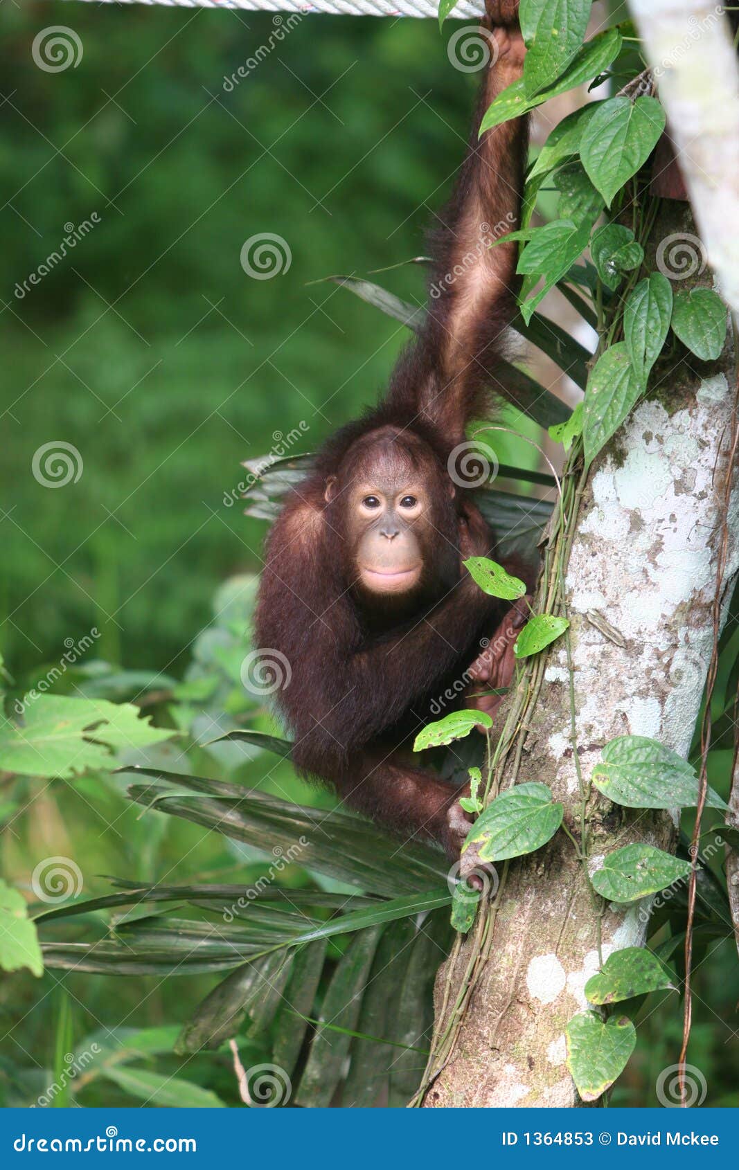 Borneo stock image. Image of look, hang, bark, young, borneo - 1364853