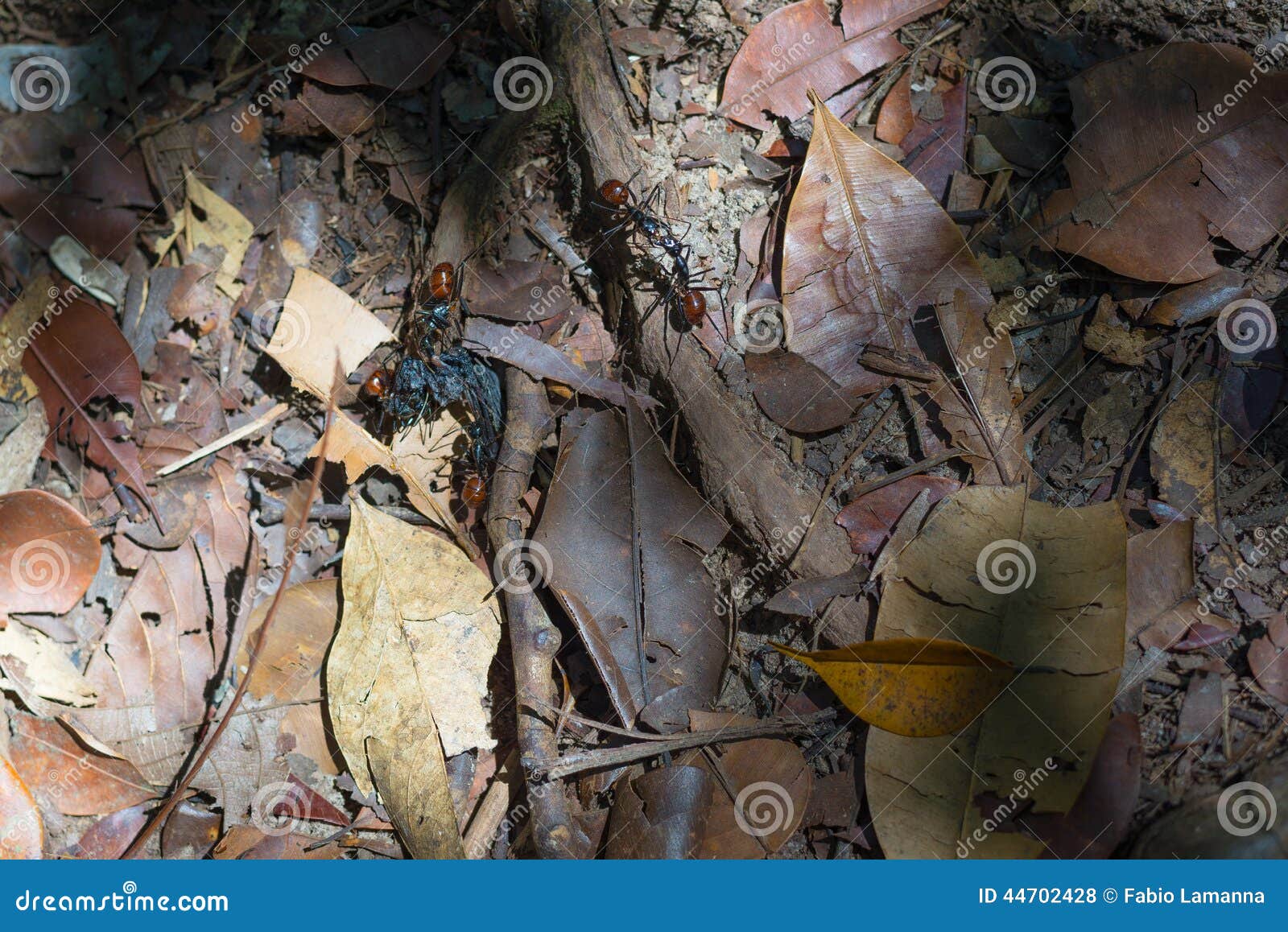 Borneo ants stock photo. Image of uncultivated, searching - 44702428