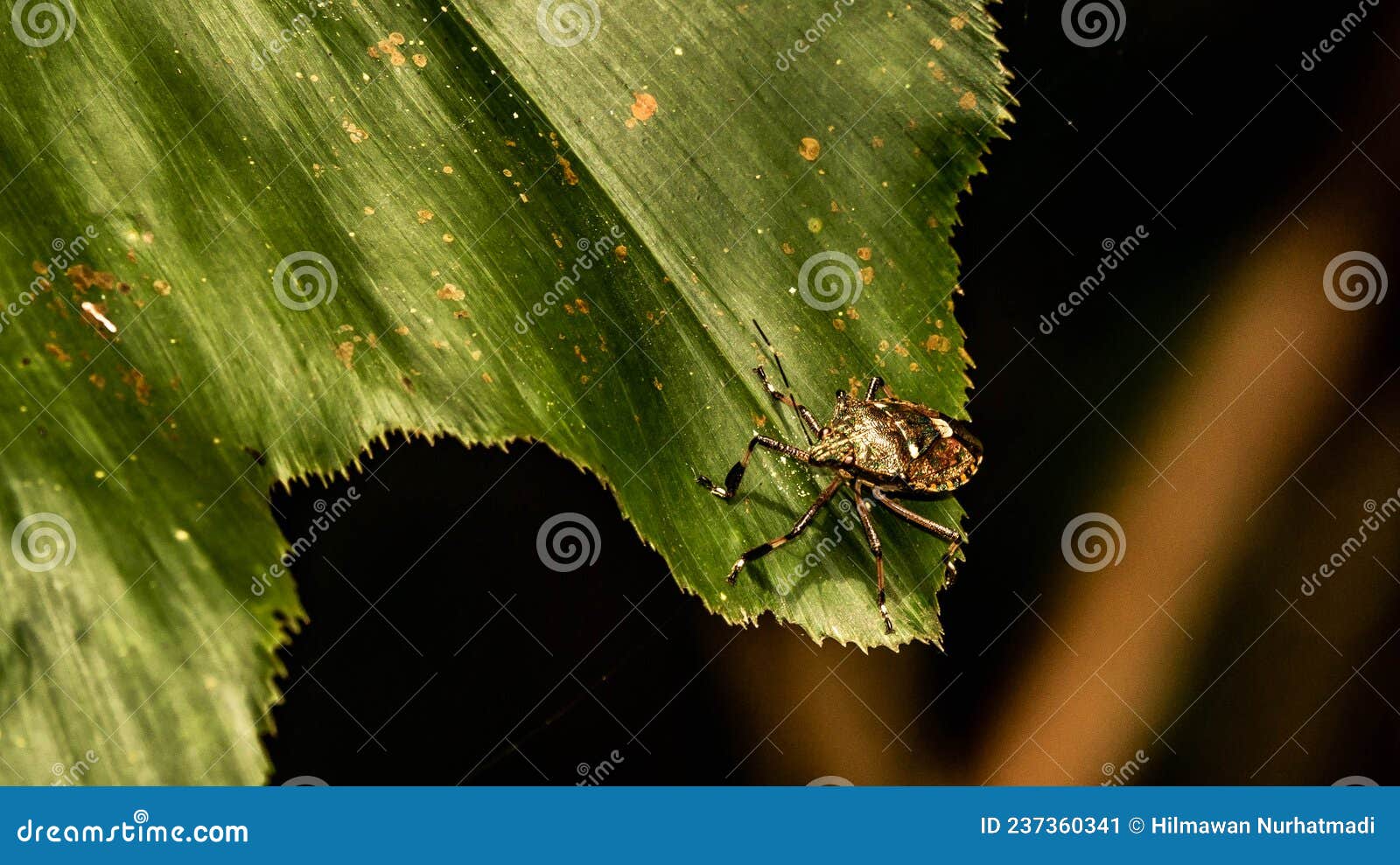 Borneo barber bug resting stock image. Image of indonesia - 237360341