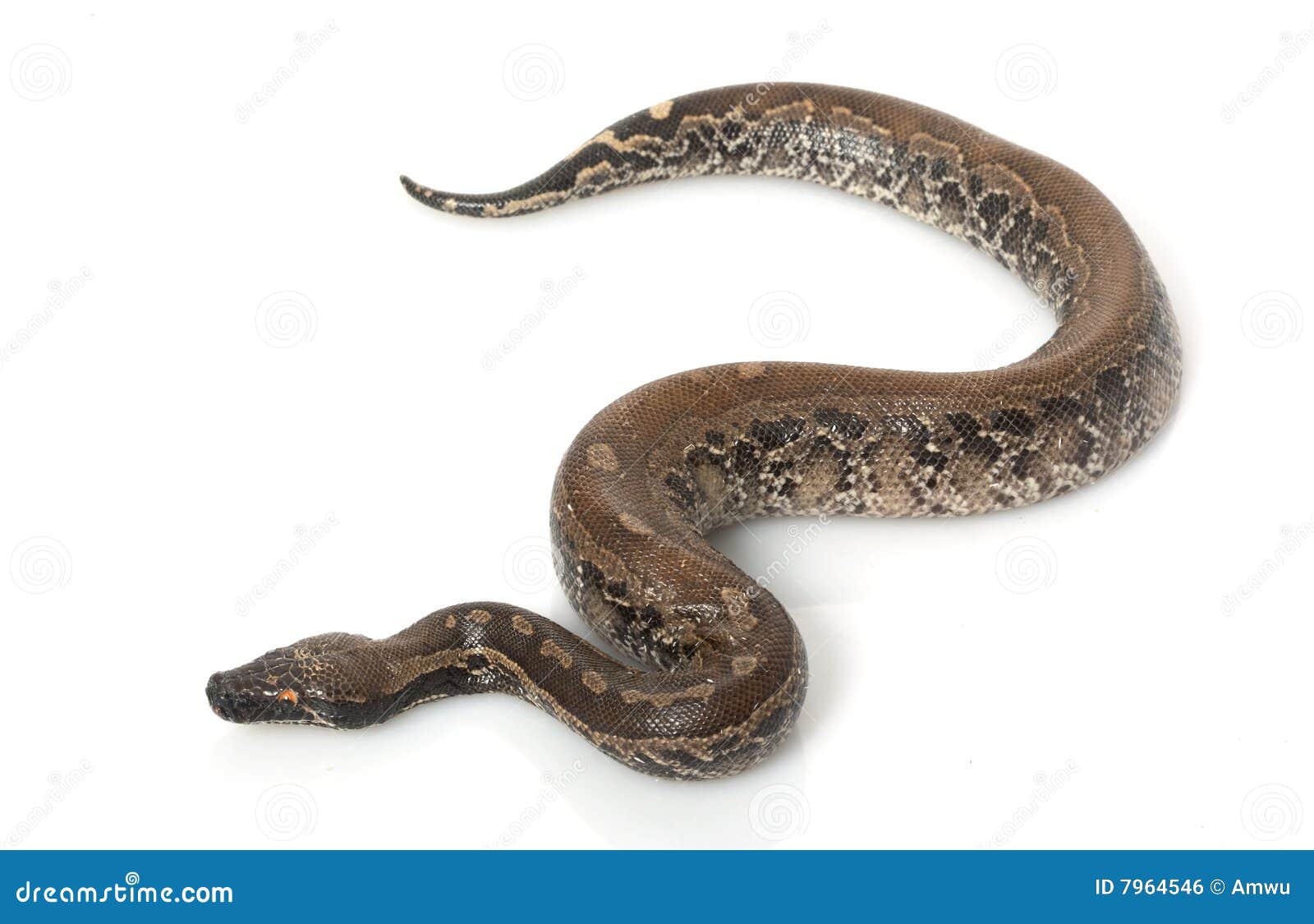 Borneo Black Blood Python stock photo. Image of looking - 7964546