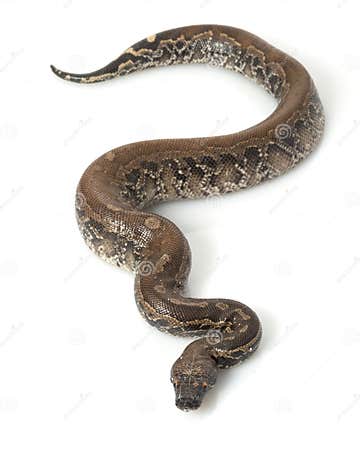Borneo Black Blood Python stock photo. Image of animal - 7964548