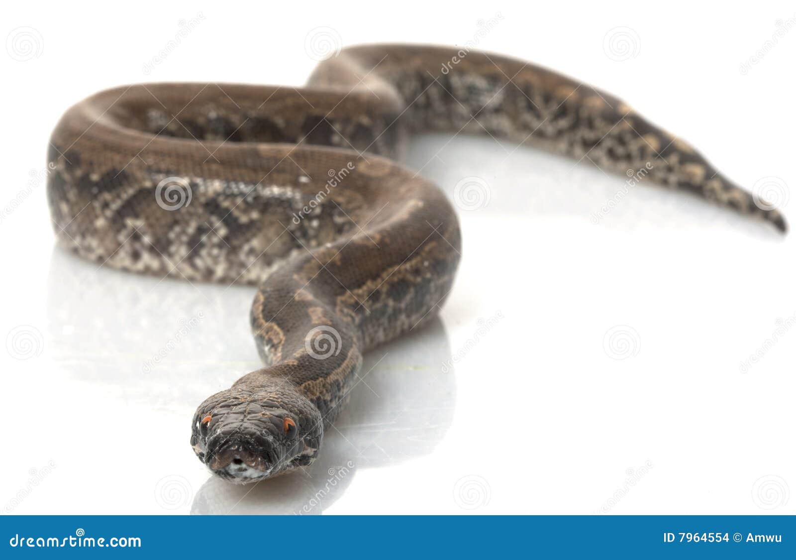 Borneo Black Blood Python stock photo. Image of sinister - 7964554