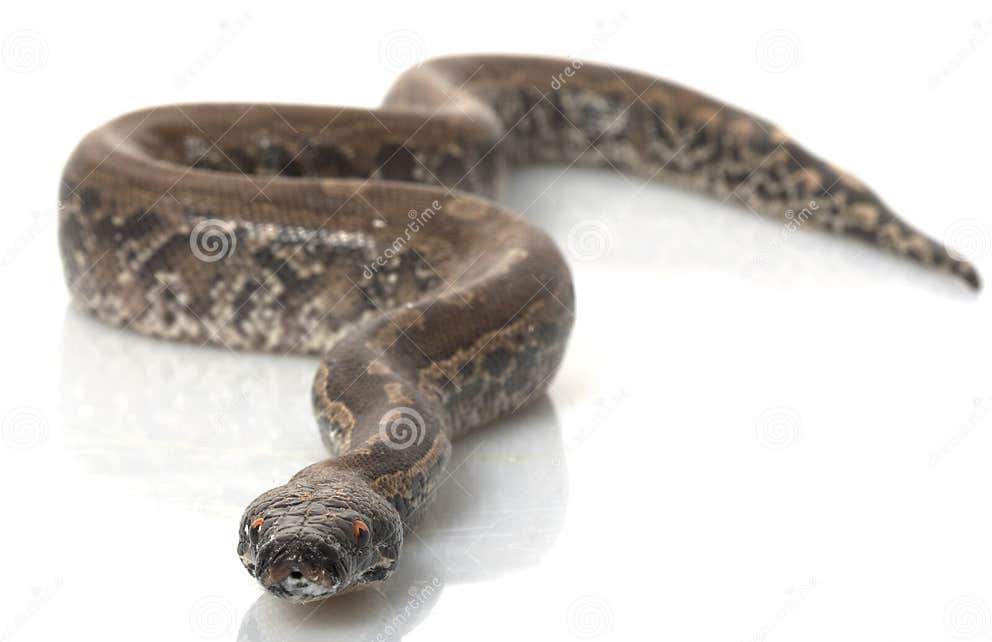 Borneo Black Blood Python stock photo. Image of sinister - 7964554