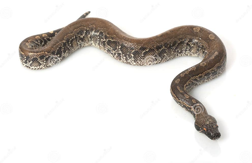 Borneo Black Blood Python stock photo. Image of crawling - 7964562