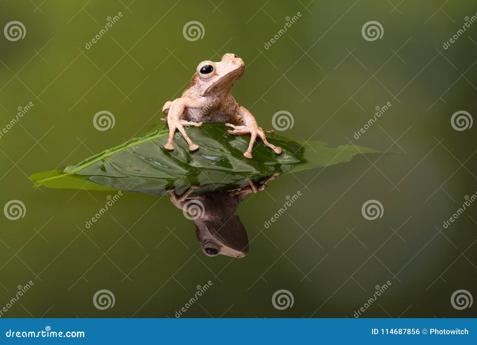 Borneo Eared Tree Frog Reflection Stock Photo - Image of tree, eared ...