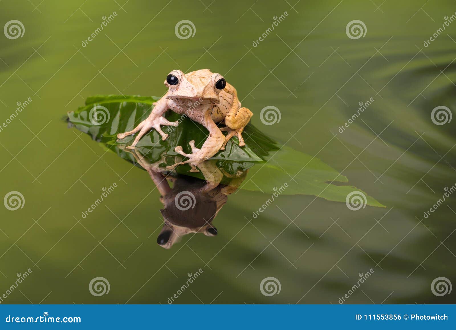 Borneo Eared Tree Frog in Rippled Water Stock Photo - Image of water ...