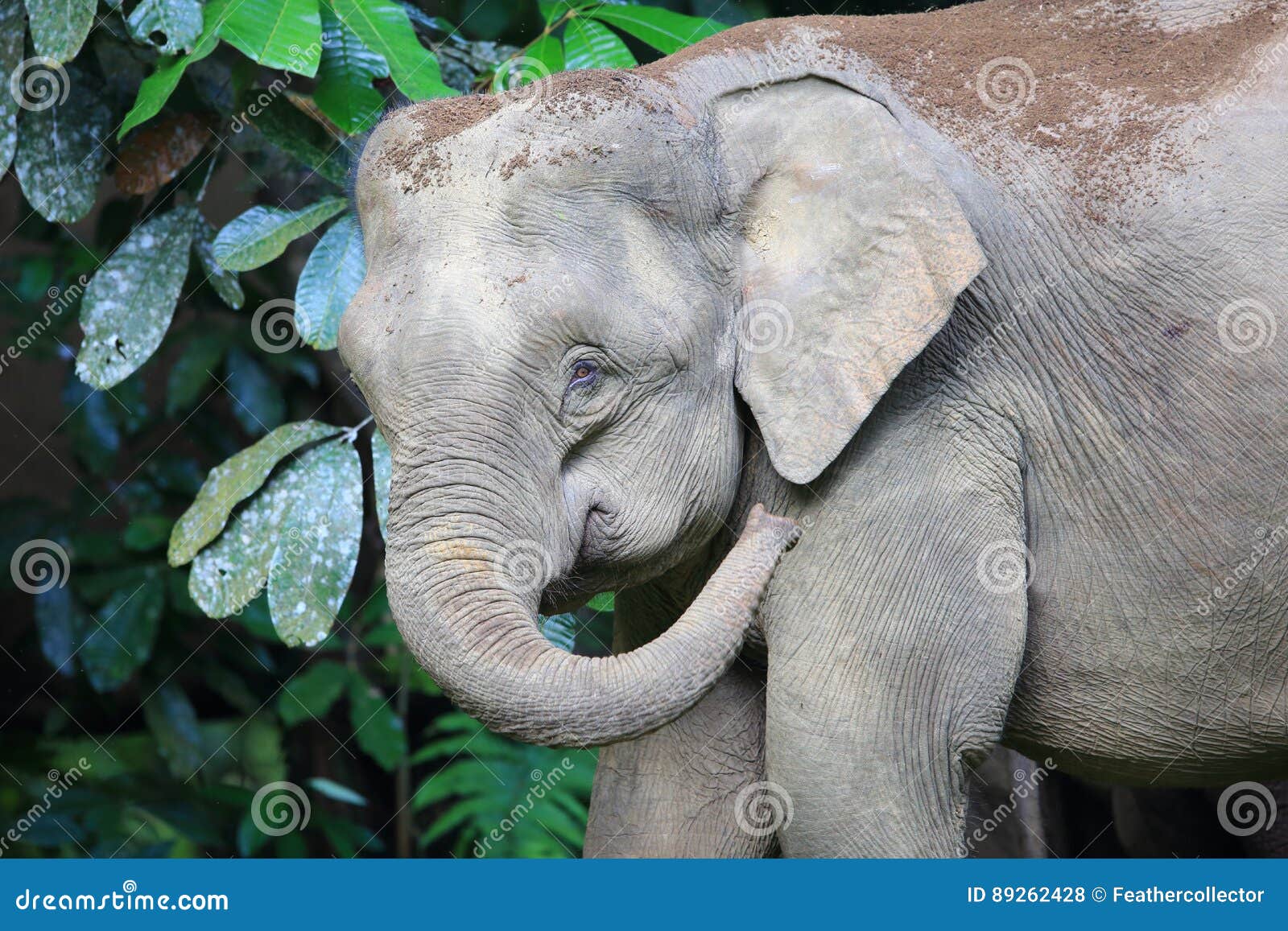 Borneo Elephant Stock Photo | CartoonDealer.com #89290500