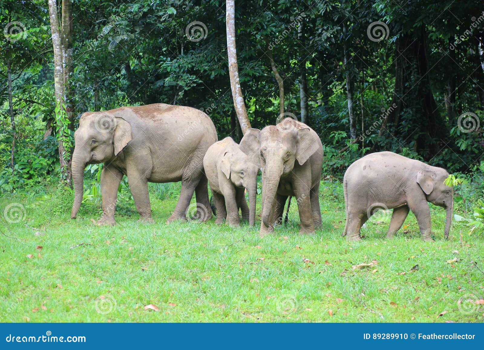Borneo Elephant Stock Photo | CartoonDealer.com #89290500