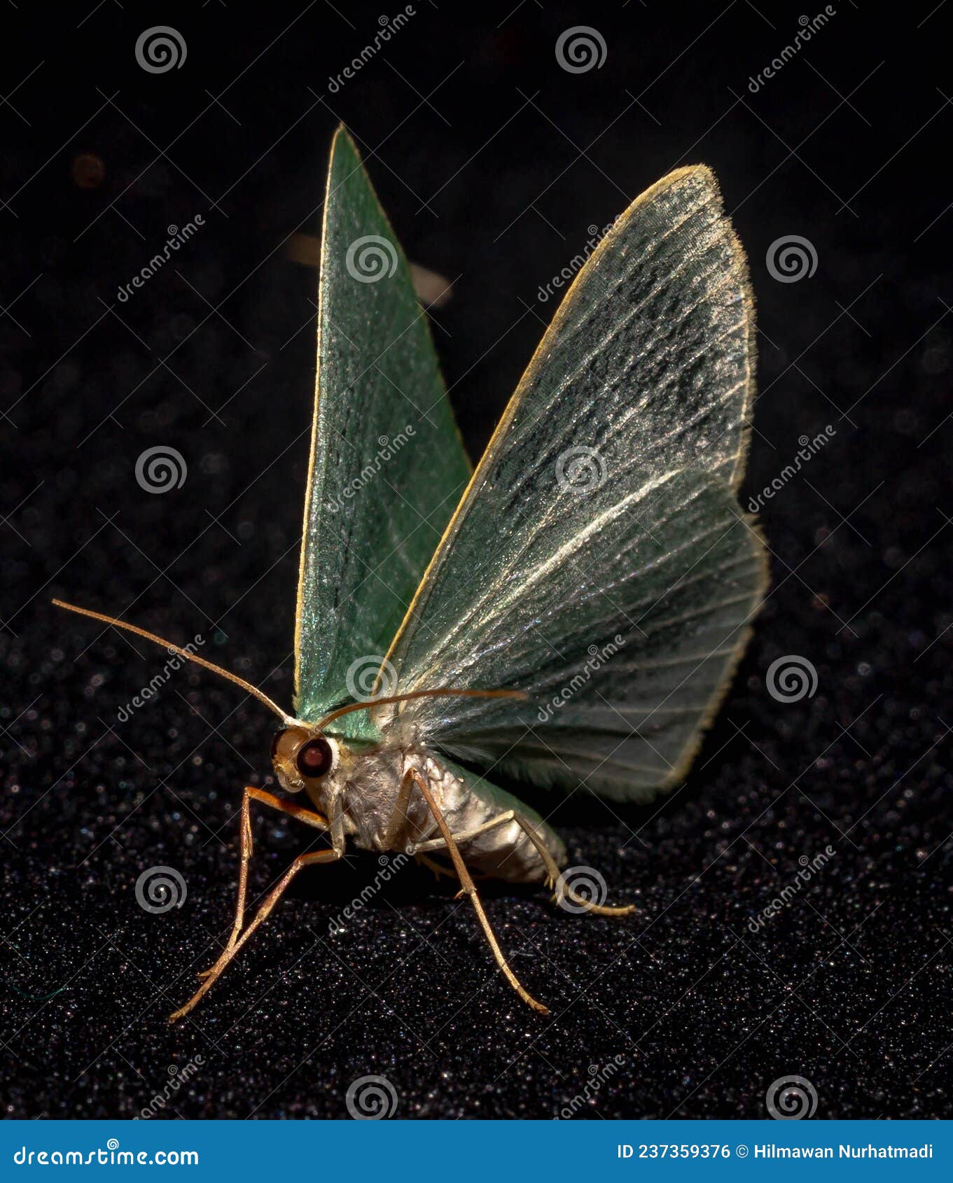 Borneo emerald moth stock photo. Image of nature, tropics - 237359376