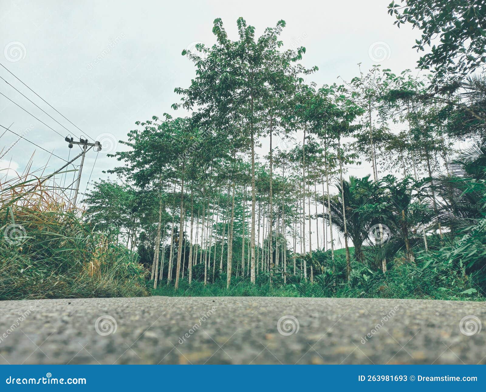 Borneo Forest Darit Vilage stock image. Image of forest - 263981693