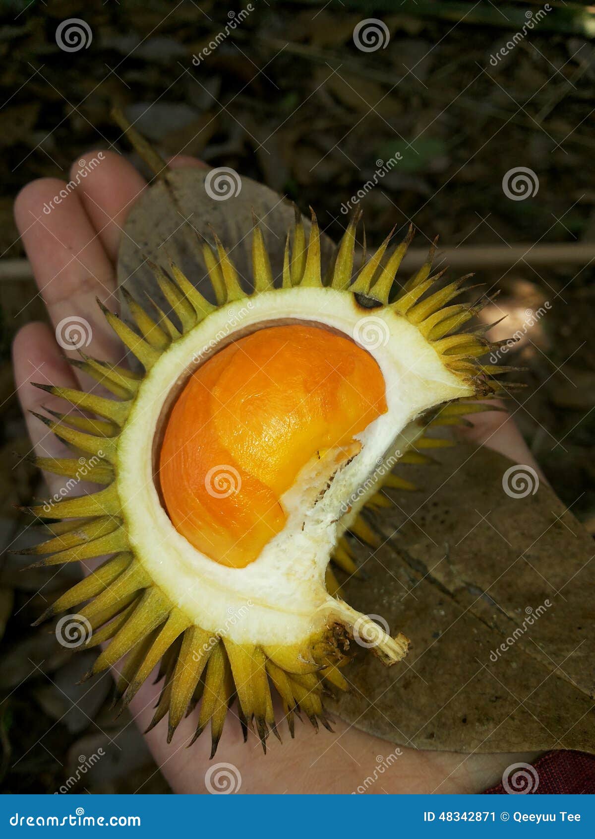 Borneo Fruit stock image. Image of durian, unique, borneo - 48342871