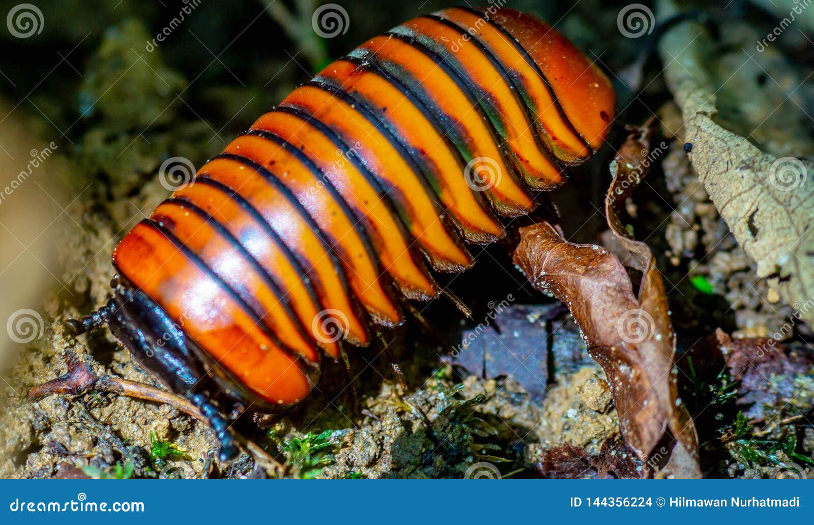 Giant Pill Bug Of Borneo Walking On Leaf Stock Image | CartoonDealer ...