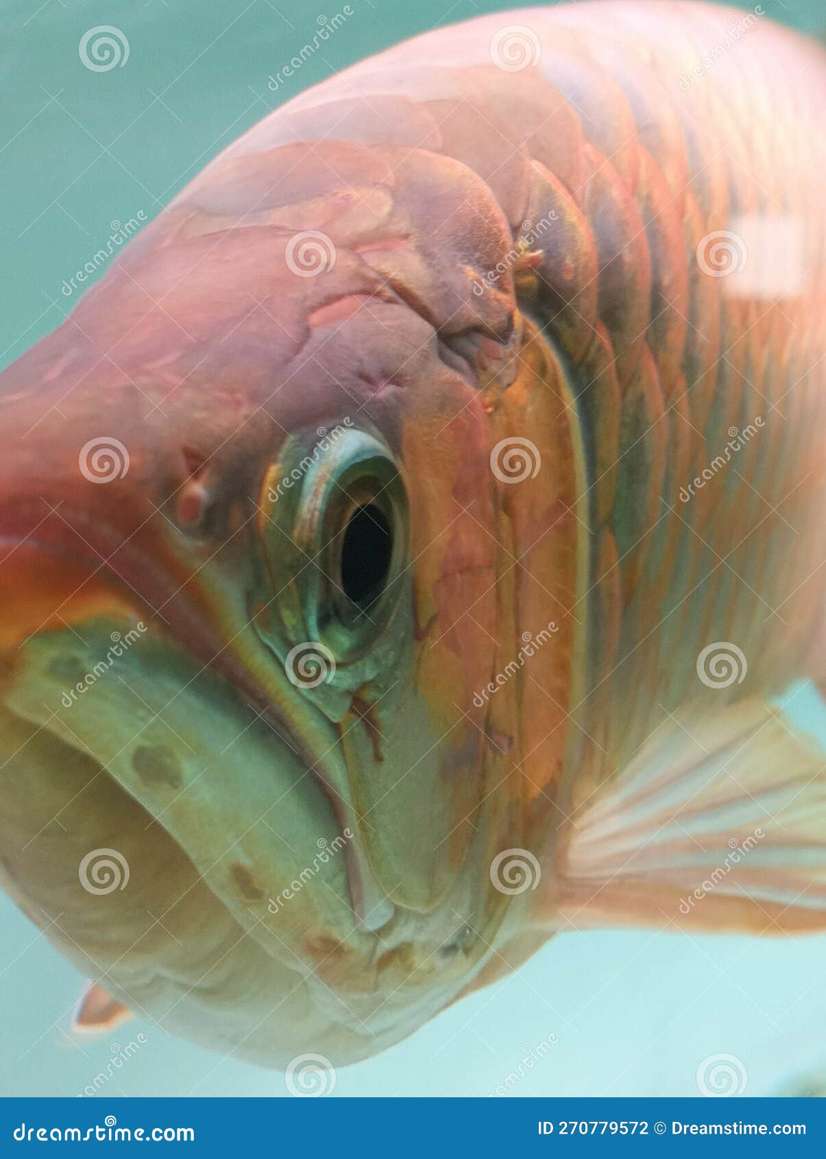 Borneo, the Indonesia Arse-red Dragon Fish Stock Photo - Image of ...