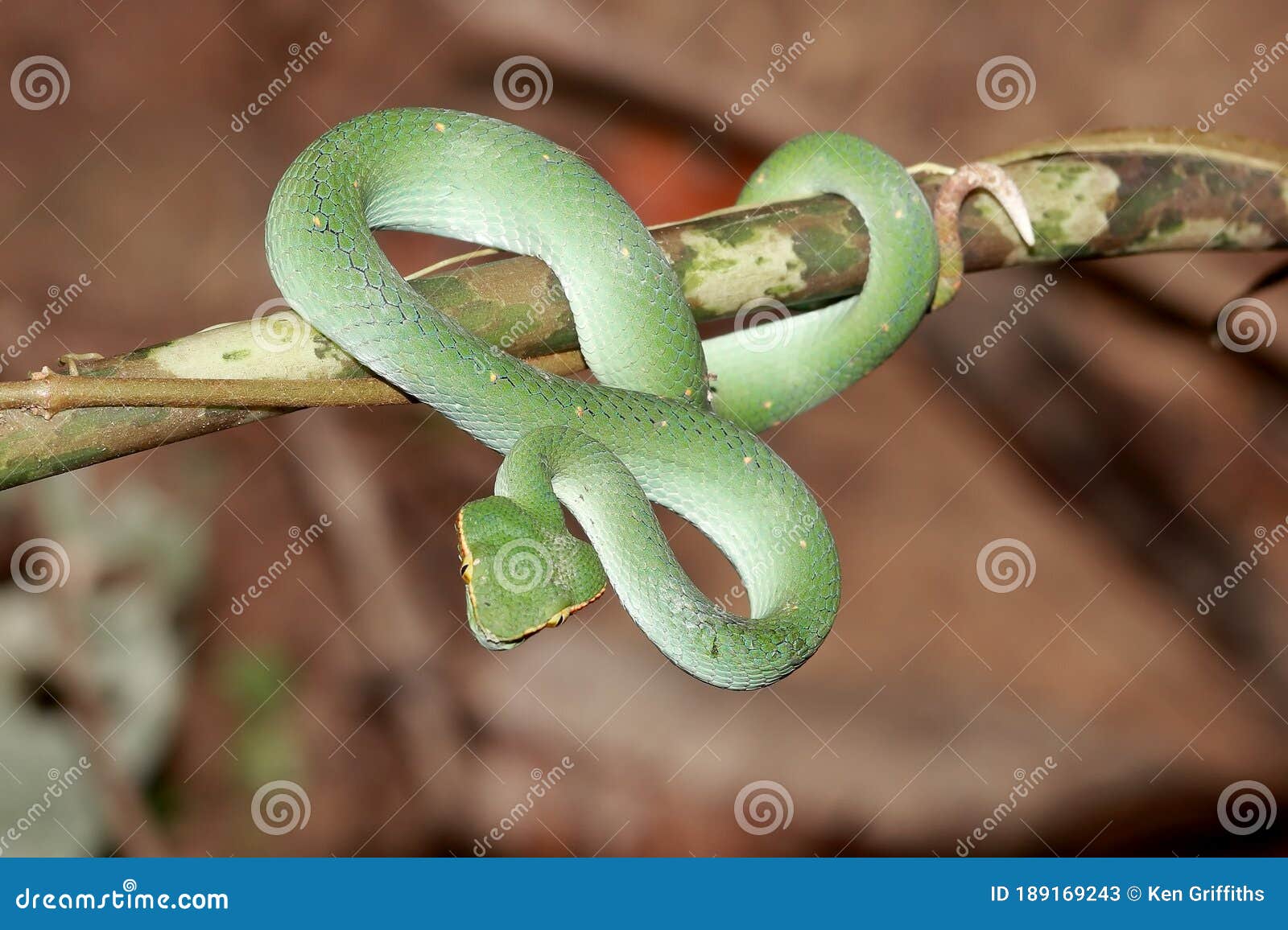 Borneo Keeled Pit Viper stock image. Image of tree, venomous - 189169243