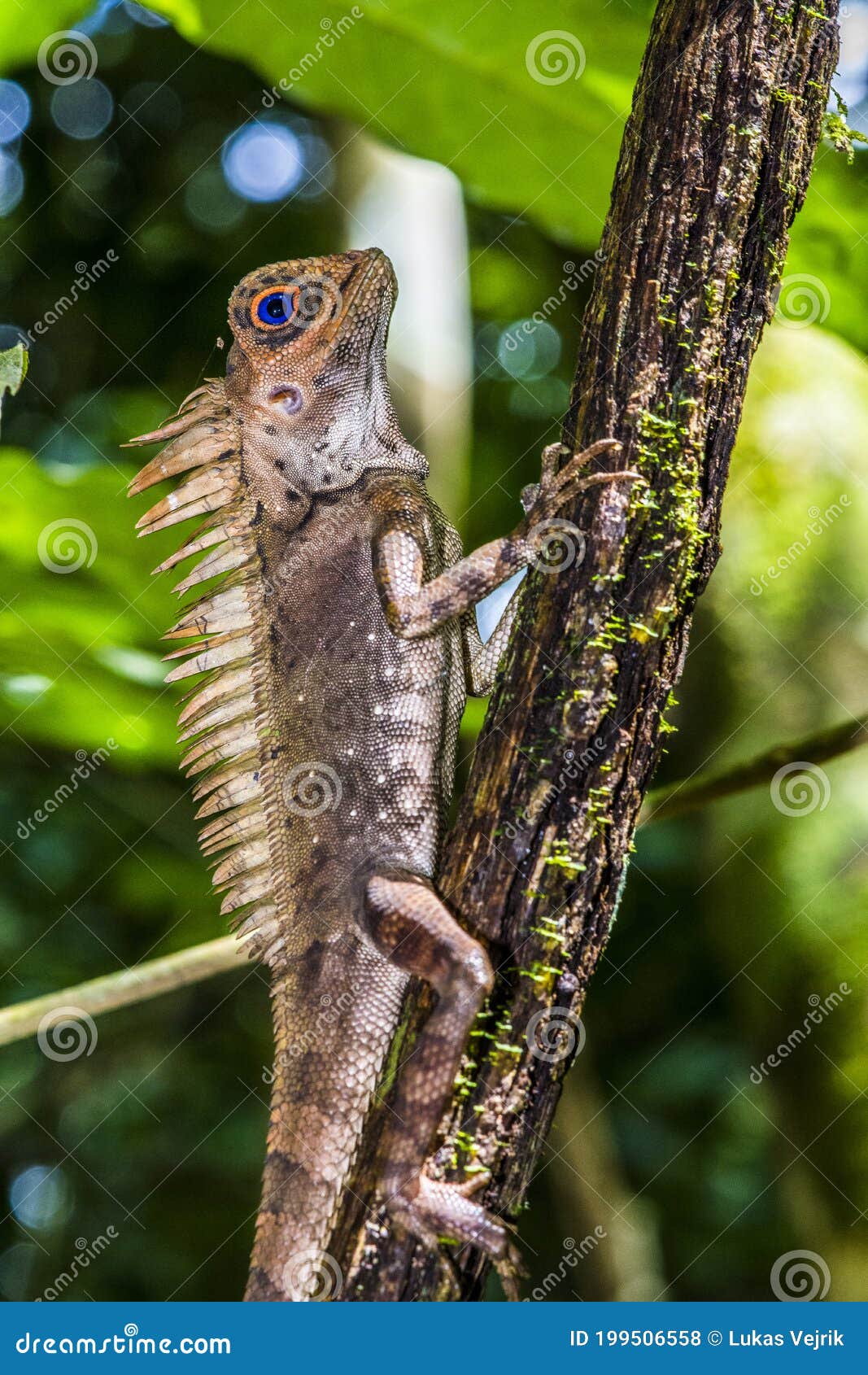 Borneo Anglehead Lizard Or Borneo Forest Dragon Gonocephalus Bornensis ...
