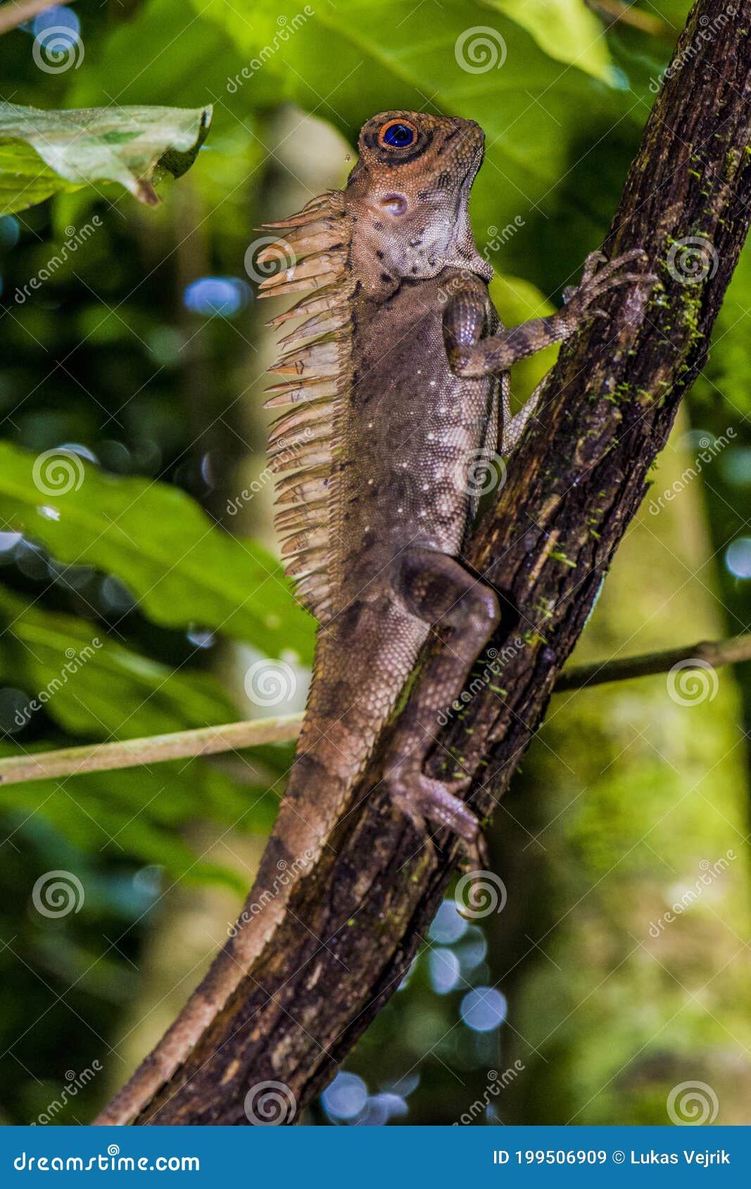 Borneo Lizard in Gunung Gading Borneo Malaysia Stock Image - Image of ...