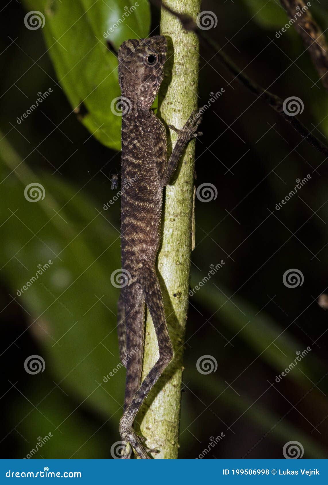 Borneo Lizard in Gunung Gading Borneo Malaysia Stock Photo - Image of ...