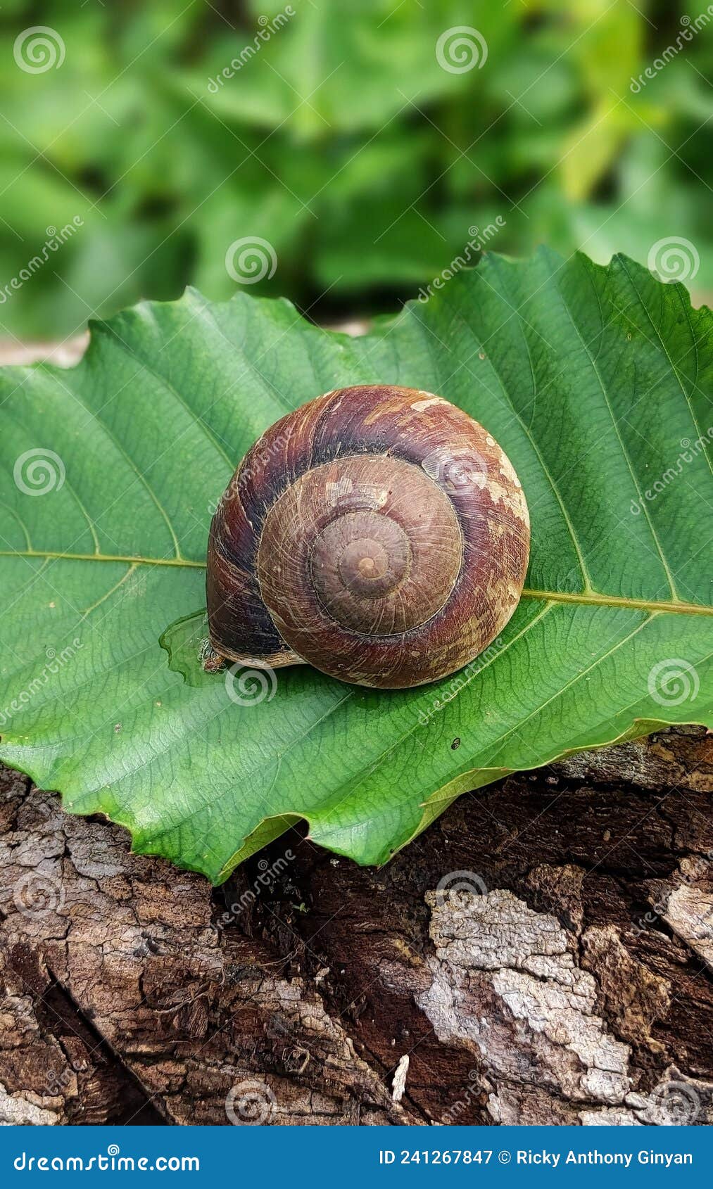 Borneo Mountain Snails stock image. Image of animal - 241267847