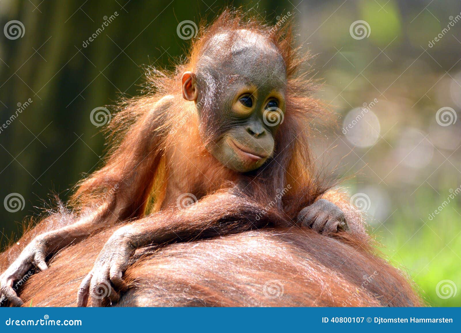 Borneo-Orang-Utan stockbild. Bild von malaysia, braun - 40800107