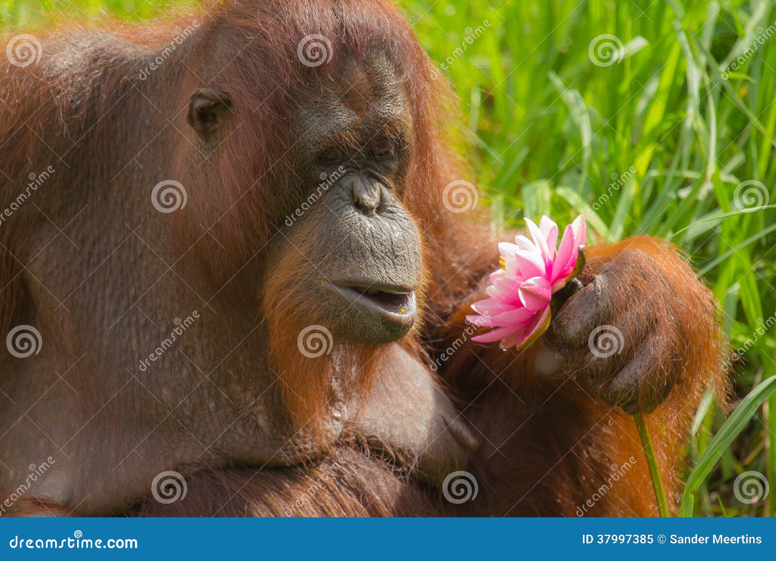 Borneo Orang-utan (Pongo Pygmaeus) Stock Image - Image of indonesian ...