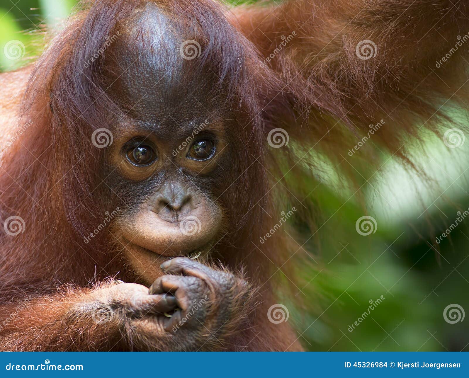 Borneo Orangutan stock photo. Image of primitive, forest - 45326984