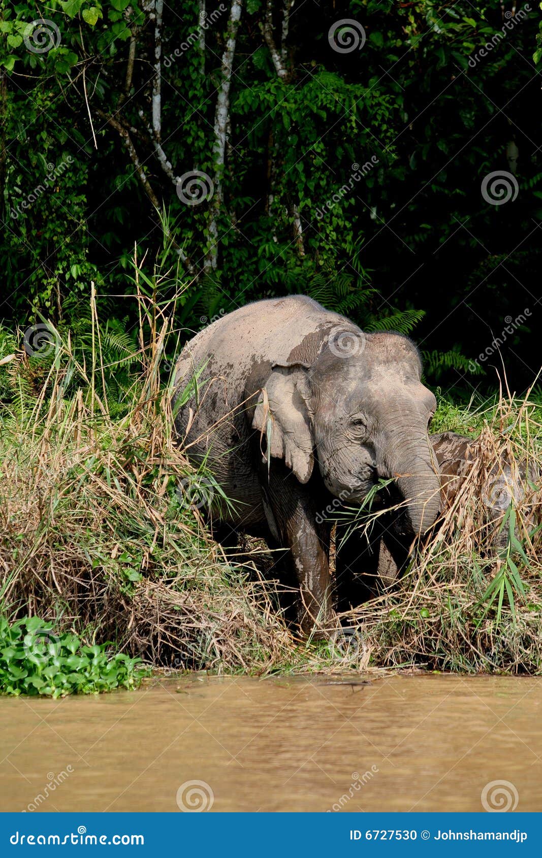 Borneo pygmy elephant 1 stock photo. Image of jungle, calf - 6727530