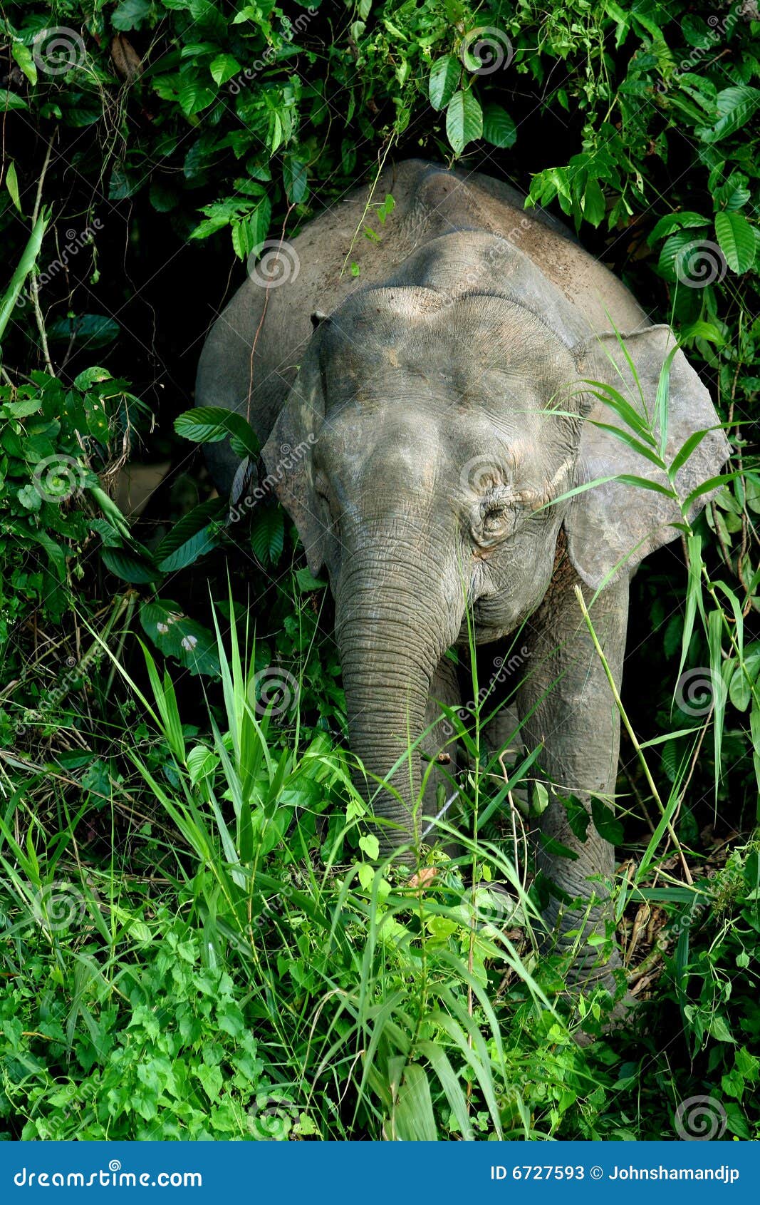 Borneo pygmy elephant 2 stock image. Image of grazing - 6727593