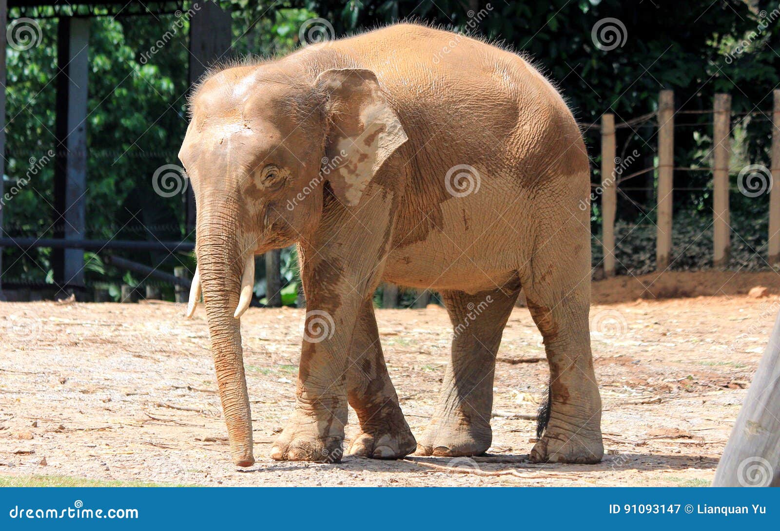 Borneo pygmy elephant stock image. Image of asian, long - 91093147