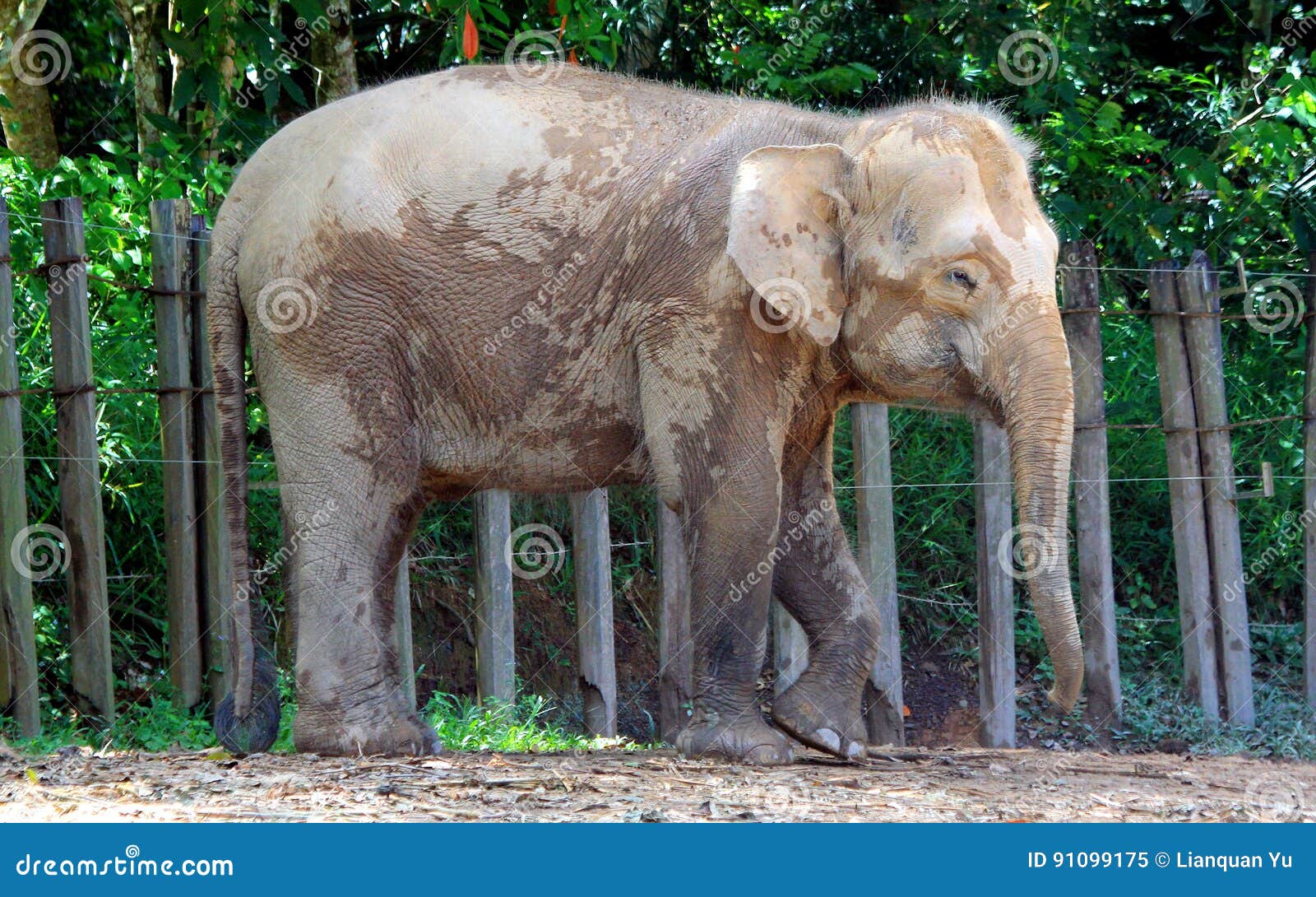 Borneo pygmy elephant stock image. Image of park, estrus - 91099175