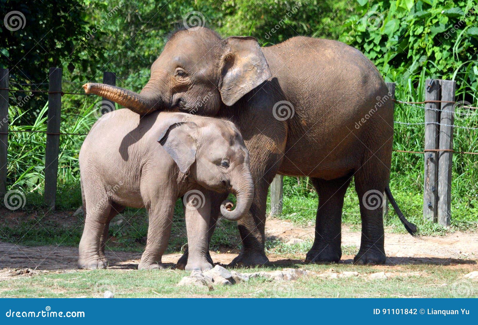 Borneo Pygmy Elephant Royalty-Free Stock Photography | CartoonDealer ...