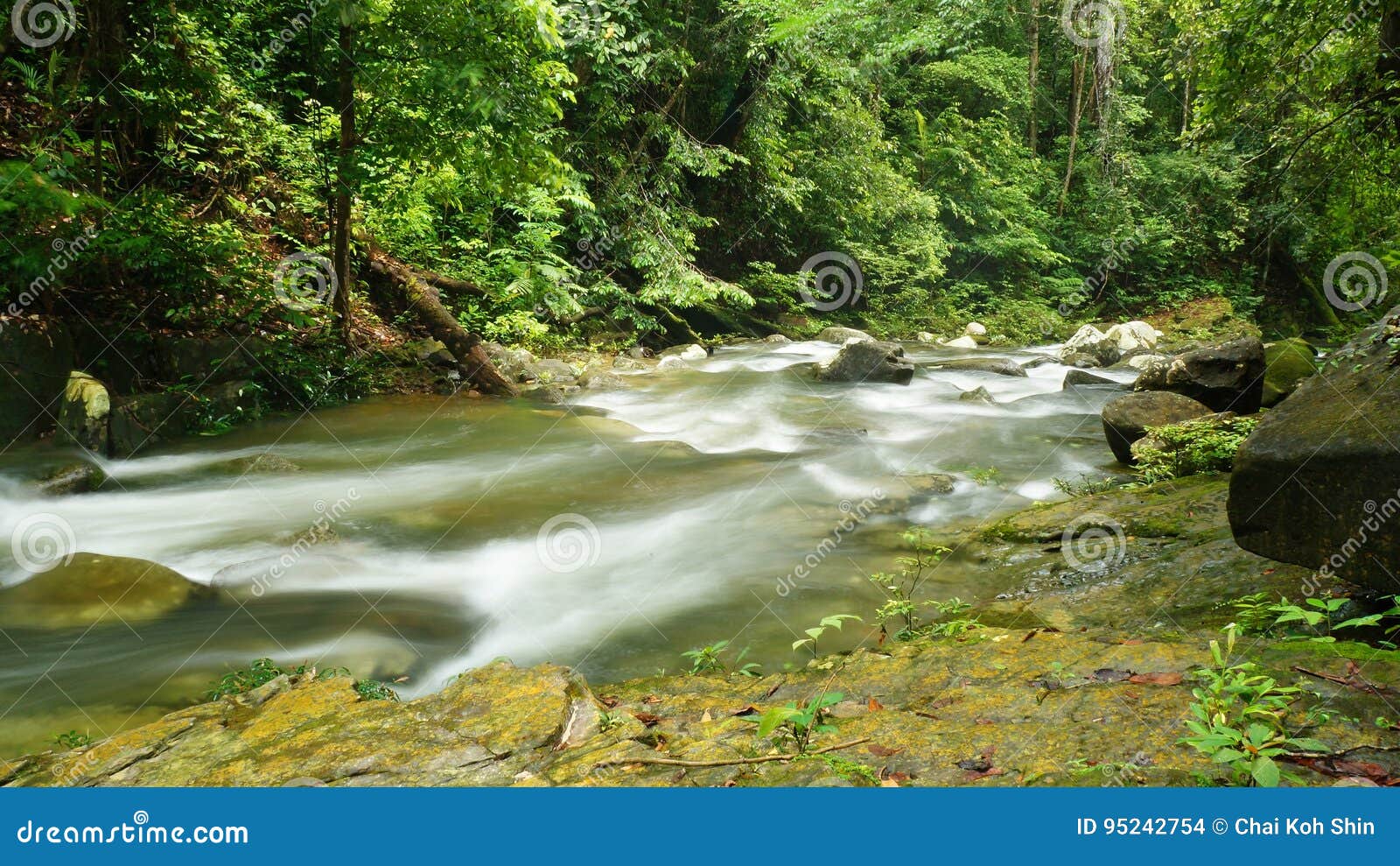 Borneo Rain Forest Stream Fall Stock Photo - Image of tall, leaves ...