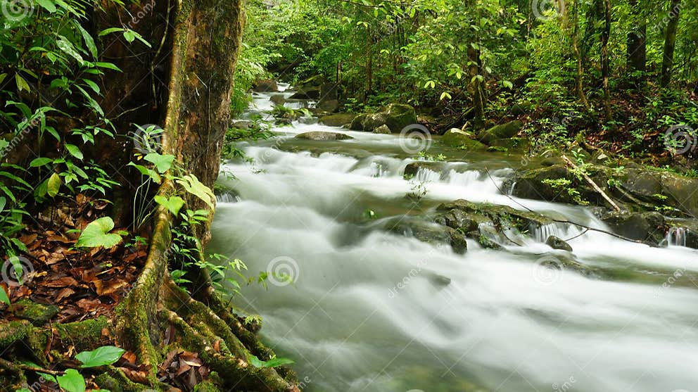 Borneo Rain Forest Stream Fall Stock Photo - Image of leaves, borneo ...