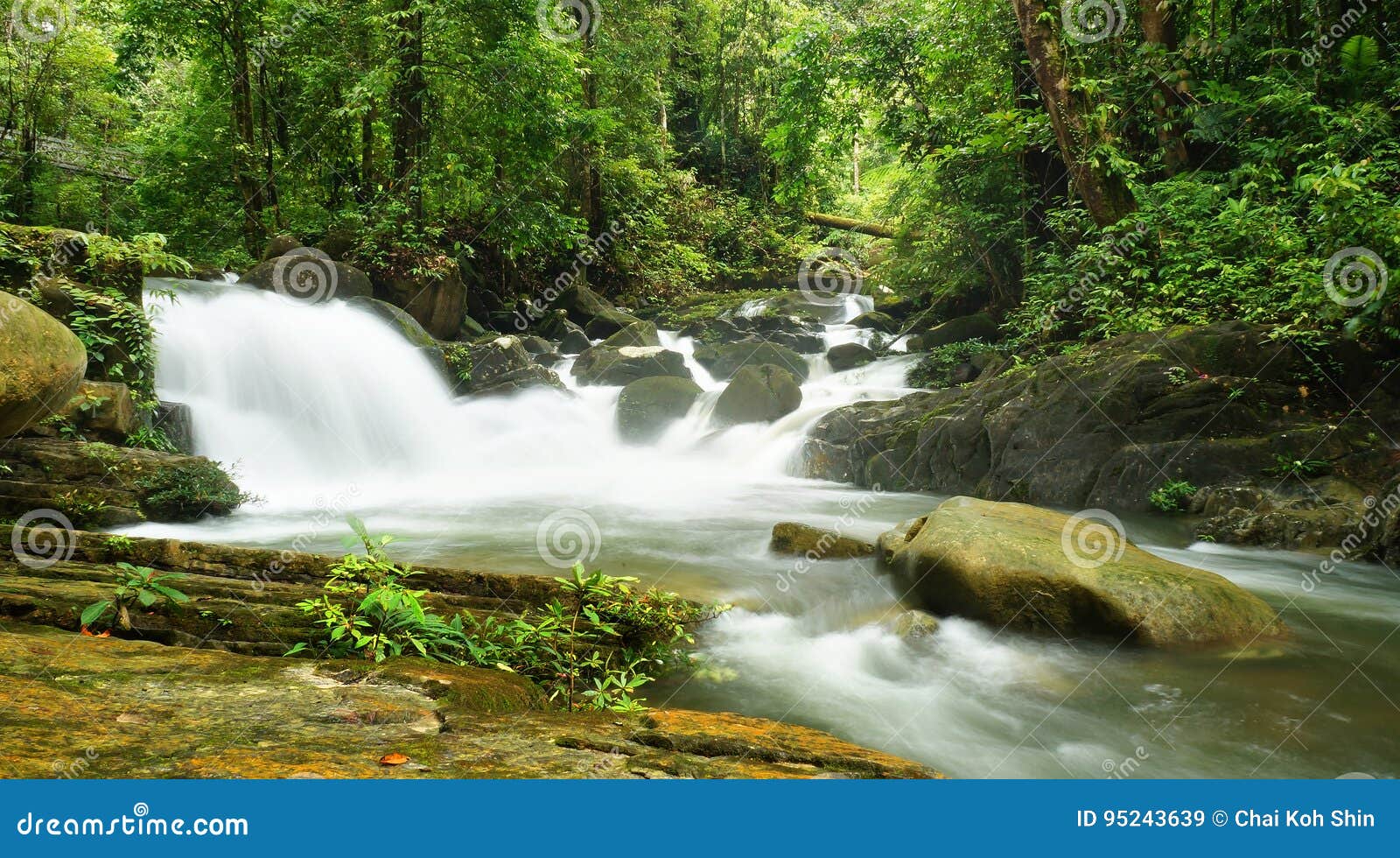 Borneo Rain Forest Stream Fall Stock Image - Image of tall, beautiful ...