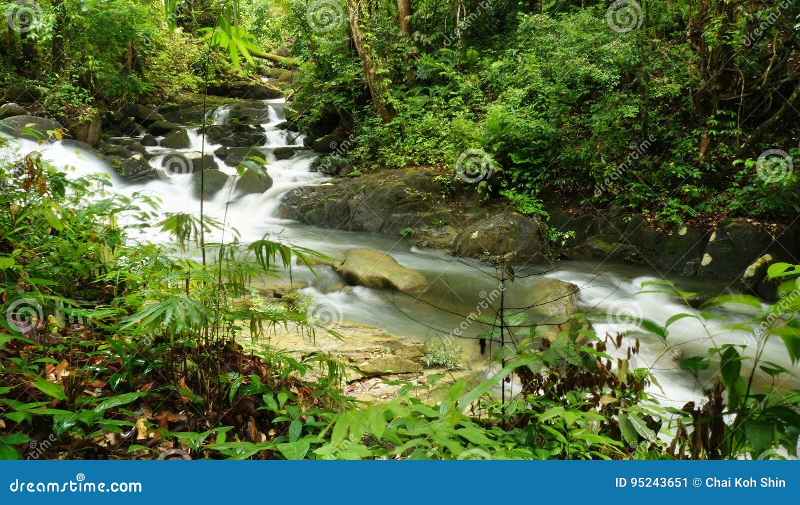 Borneo Rain Forest Stream Fall Stock Image - Image of clean, trees ...