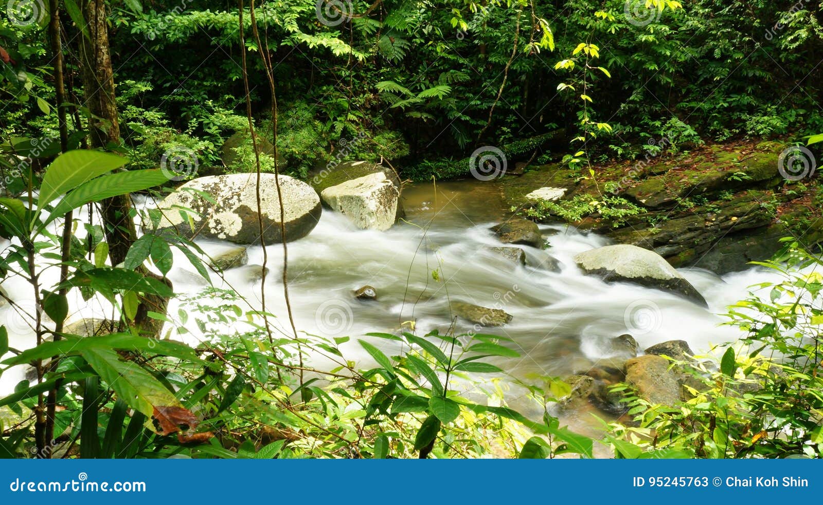 Borneo Rain Forest Stream Fall Stock Image - Image of nature, rain ...