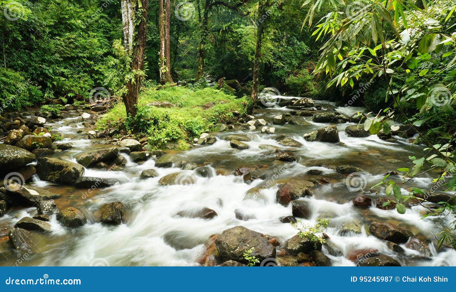 Borneo Rain Forest Stream Fall Stock Image - Image of leaves, nature ...