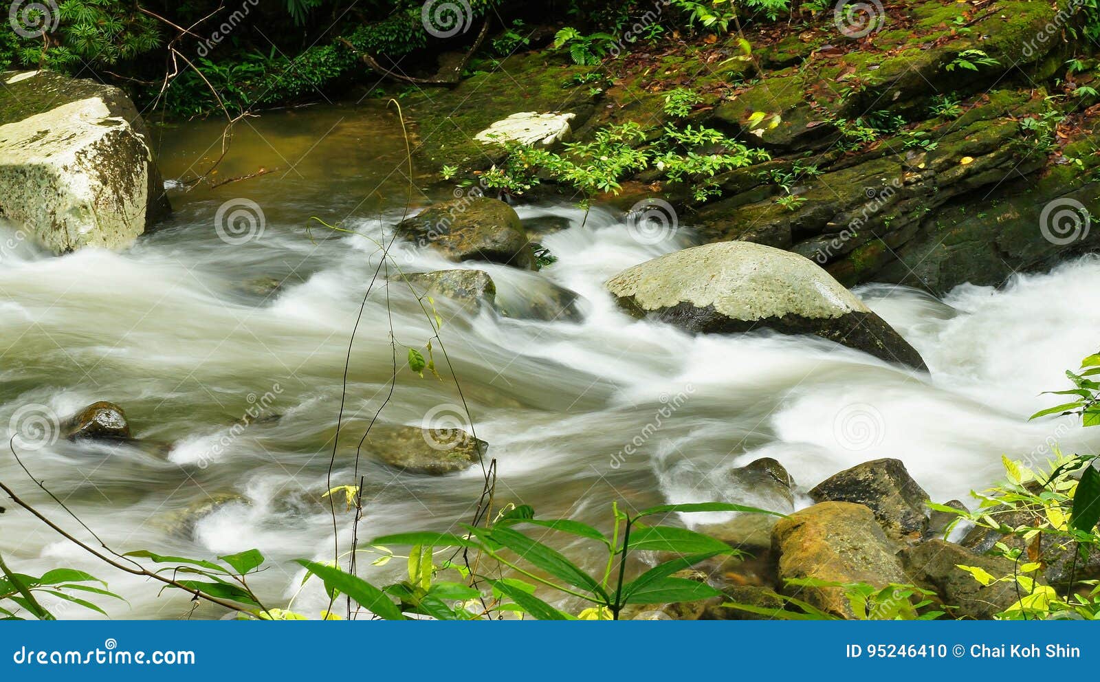 Borneo Rain Forest Stream Fall Stock Photo - Image of fall, tall: 95246410