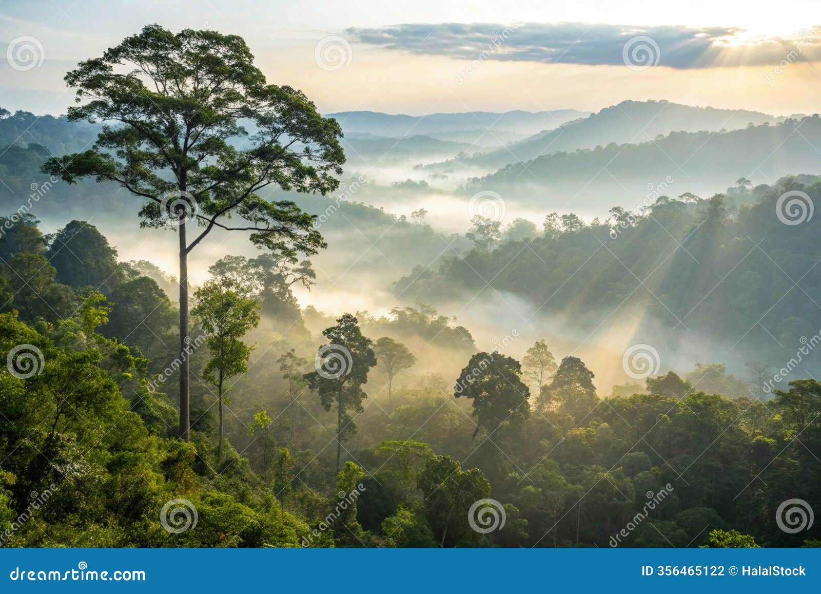 Borneo Rainforest with Mist and Sunrise Rays Stock Illustration - Illustration of borneo ...